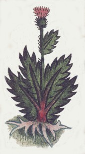 Codex Badianus & Aztec Herbal Medicine | Tlacatecco